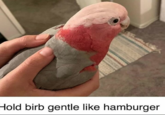 hold dragon gentle like hamburger | Hold Birb Gentle Like Hamburger ...