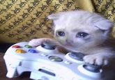 Cat on Xbox Original | Sad Gaming Cat / Cat On Xbox | Know Your Meme