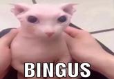 lord and bingus | Bingus | Know Your Meme