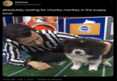 absolutely rooting for chunky monkey in the puppy bowl | Chunky Monkey ...