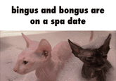 Bingus asks you on a date | Bingus | Know Your Meme