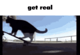 Get Real Skateboard cat | Get Real | Know Your Meme