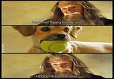 My Dog Is A Circle Because He Is Round | Dogs | Know Your Meme