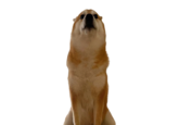 Zombie police cheems | /r/dogelore | Ironic Doge Memes | Know Your Meme