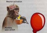 Monkey Sees Action / Neuron Activation | Know Your Meme