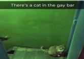 There's a Cat In the Gay Bar | Know Your Meme