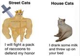 awake but at what cost | Cats | Know Your Meme