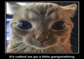Gangstalking / Gangstalkers | Know Your Meme