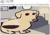do i look gay? | Homophobic Dog / Not Too Fond Of Gay People | Know ...