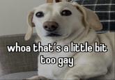 it's a little weird but i accept it | Homophobic Dog / Not Too Fond Of ...