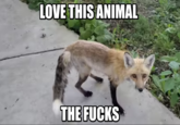 Love This Animal | Know Your Meme