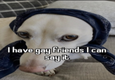 do i look gay? | Homophobic Dog / Not Too Fond Of Gay People | Know ...