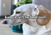 bit fruity | Homophobic Dog / Not Too Fond Of Gay People | Know Your Meme