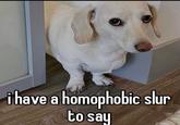 do i look gay? | Homophobic Dog / Not Too Fond Of Gay People | Know ...