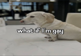 bit fruity | Homophobic Dog / Not Too Fond Of Gay People | Know Your Meme