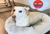 bit fruity | Homophobic Dog / Not Too Fond Of Gay People | Know Your Meme