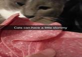 [Image - 466305] | Cats | Know Your Meme