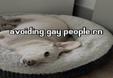 Rainbow Homophobic Dog | Homophobic Dog / Not Too Fond Of Gay People ...