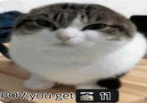 Wawa Cat / Oh The Misery Cat | Know Your Meme