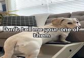 bit fruity | Homophobic Dog / Not Too Fond Of Gay People | Know Your Meme