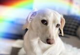 bit fruity | Homophobic Dog / Not Too Fond Of Gay People | Know Your Meme
