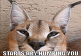 *Starts Dry Humping You* | Know Your Meme