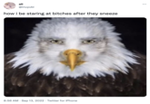 The Left Has Gone Insane | Staring Eagle / Marvin Beak | Know Your Meme