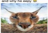 And Why He Eepy? | Know Your Meme
