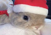 Cute Sleeping Bunny | Rabbits | Know Your Meme