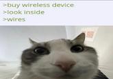 >Buy Wireless Device | Cat Looks Inside | Know Your Meme