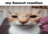 My Honest Reaction | Know Your Meme