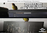 stupid little walk | Birds | Know Your Meme