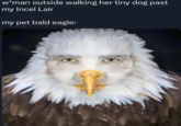 The Left Has Gone Insane | Staring Eagle / Marvin Beak | Know Your Meme