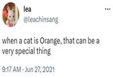 Orange Cat Behavior | Know Your Meme
