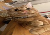Orange Cat Behavior | Know Your Meme
