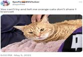 Orange Cat Behavior | Know Your Meme
