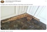 Orange Cat Behavior | Know Your Meme