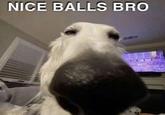 Nice Balls Bro | Know Your Meme