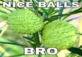 Nice Balls Bro | Know Your Meme