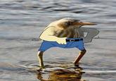 Birds with Arms | Know Your Meme