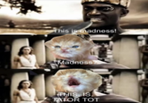 Tater Tot the Kitten | Know Your Meme