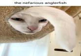 The Nefarious Anglerfish | Know Your Meme