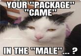 Your "Package" "Came" In the "Male" | Know Your Meme