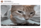 Side Eye Cat GIF | Mr. Fresh / Side Eye Cat | Know Your Meme