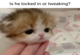 Tweaking vs. Locked In | Know Your Meme