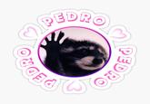 Raccoon Dancing in a Circle / "Pedro Pedro Pedro" | Know Your Meme