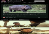 They Fly Now | Know Your Meme