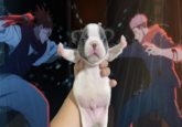 T-Pose Puppy / STOP FIGHTING!!! | Know Your Meme