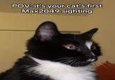 Dou Sha Cat (Maxwell 2049) | Know Your Meme