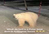What da hell is a polor bear doin in Arlington texas 😭😭😭 | Polar Bear ...